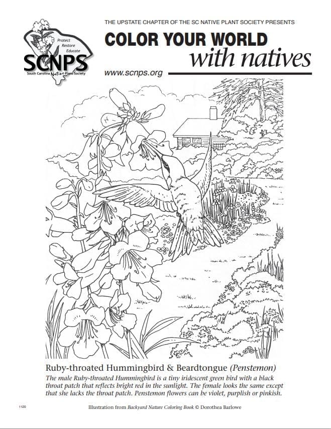 Native Plant Coloring Pages | South Carolina Native Plant Society