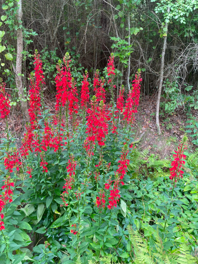 Lobelia Cardinalis | Cardinal Flower | South Carolina Native Plant Society
