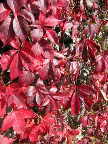 My Rocky Relationship With Virginia Creeper | South Carolina Native ...