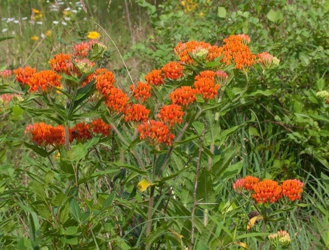 Gardening For Active People - A Series | South Carolina Native Plant ...