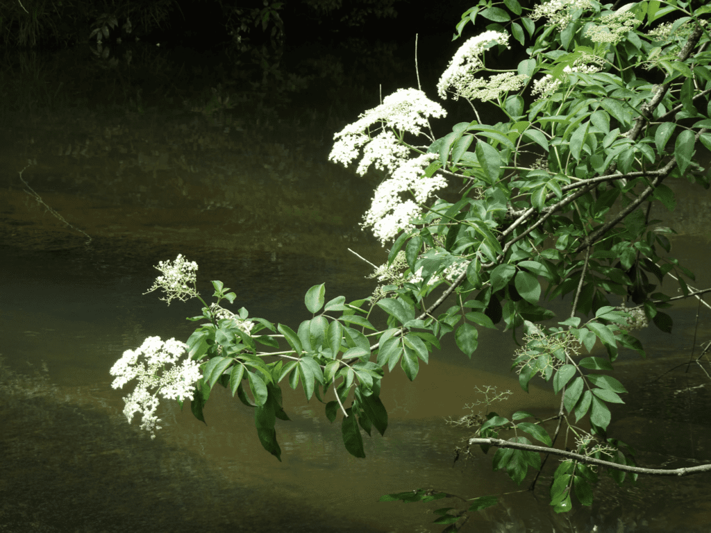 June Plant Of The Month: Common Elderberry (Sambucus Canadensis ...