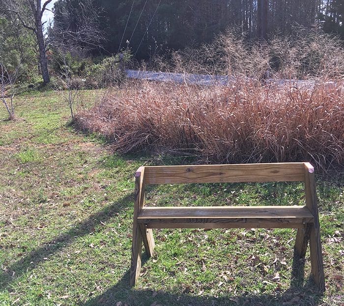 Backyard Eastern Meadow: An Eastern Piedmont Prairie In My Yard | South ...