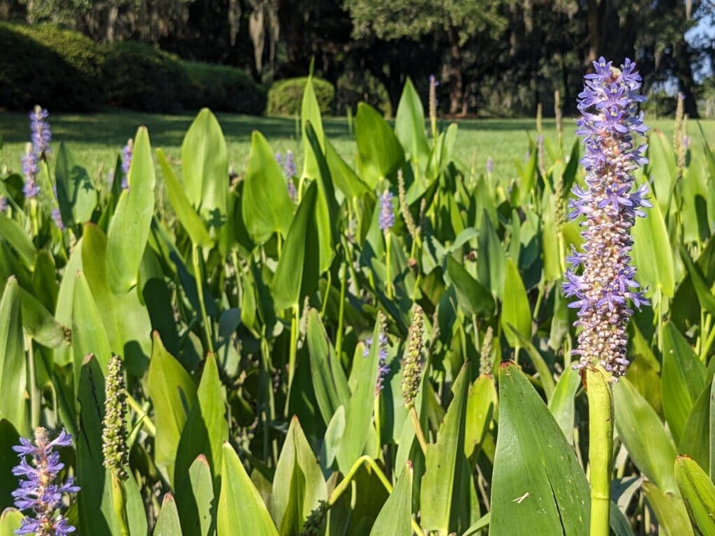 Our Chapters | South Carolina Native Plant Society