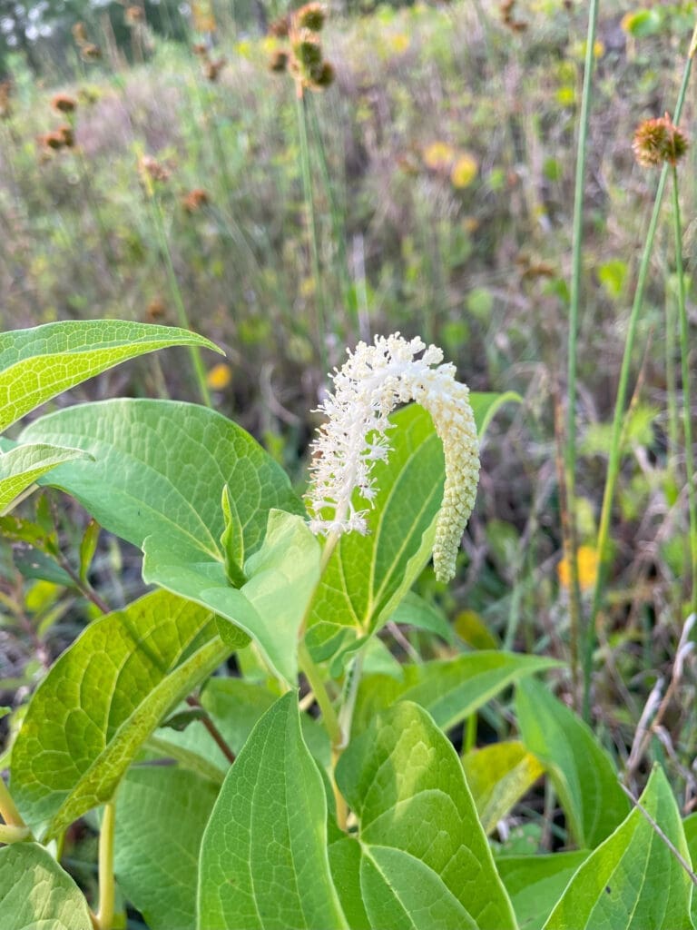 Saururus Cernuus | Lizard's-tail | South Carolina Native Plant Society